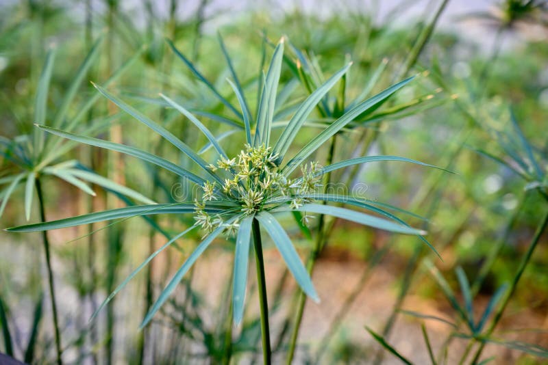 Papyrus green leaf on tree stock photo. Image of garden - 227638140