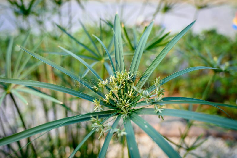 Papyrus Green Leaf on Tree. Stock Image - Image of clump, black: 227638209