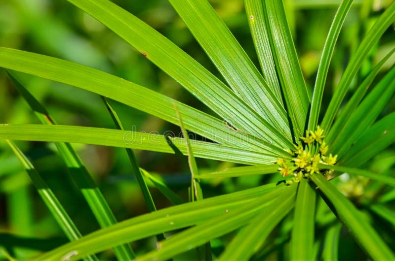 Papyrus leaf close up stock image. Image of branch, flower - 226261123