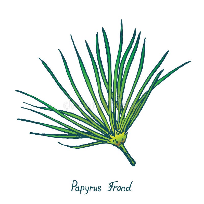 Papyrus Leaf Cyperus Papyrus, Gift of the Nile, Hand Drawn Doodle Stock ...