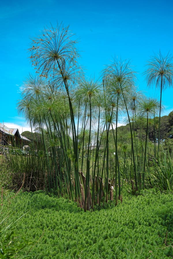 Papyrus Plant. Papyrus Plant on Blue Sky Stock Image - Image of spring ...