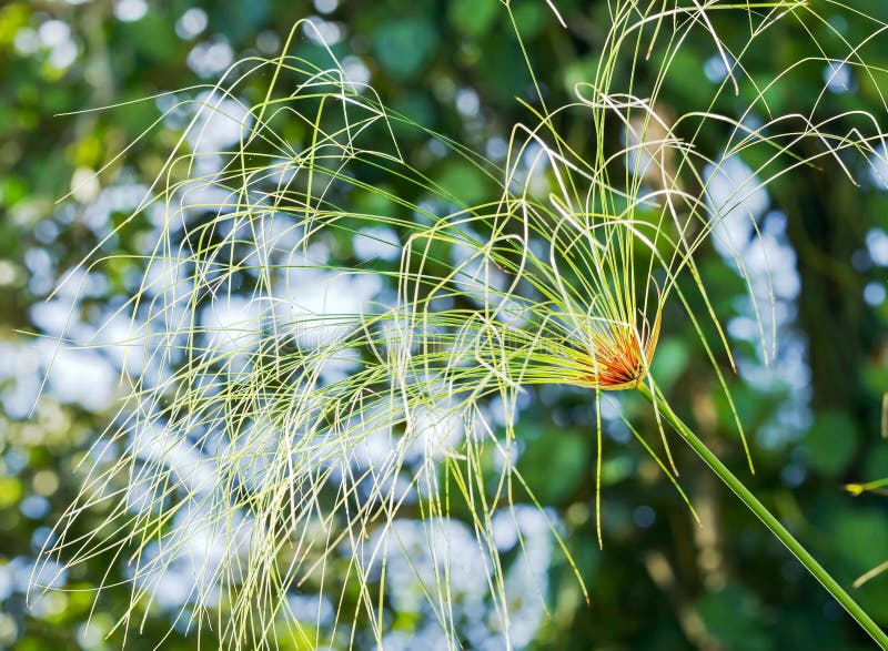 Papyrus plant stock image. Image of green, cyperus, marsh - 40157193