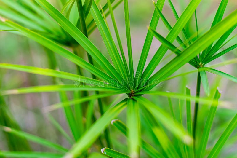 Papyrus Plant in the Garden Stock Photo - Image of bunch, closeup ...