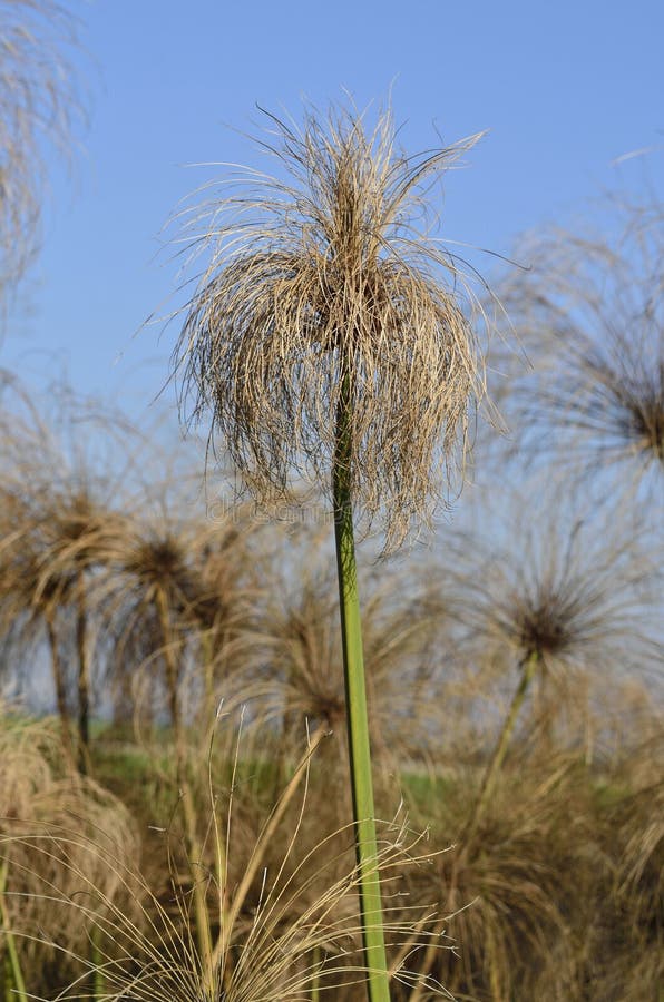 Papyrus sedge stock photo. Image of paper, botanical - 38092792