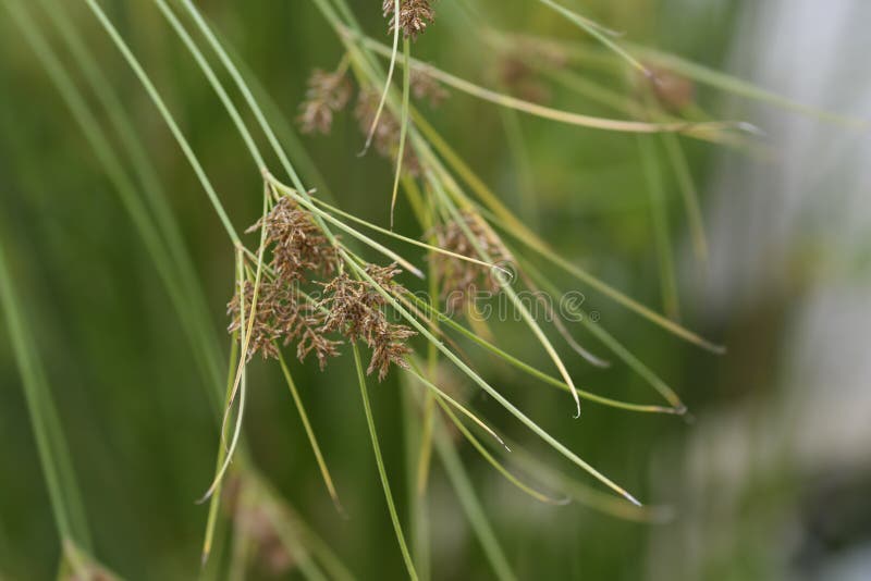 Papyrus sedge stock image. Image of botany, aquatic - 265515029