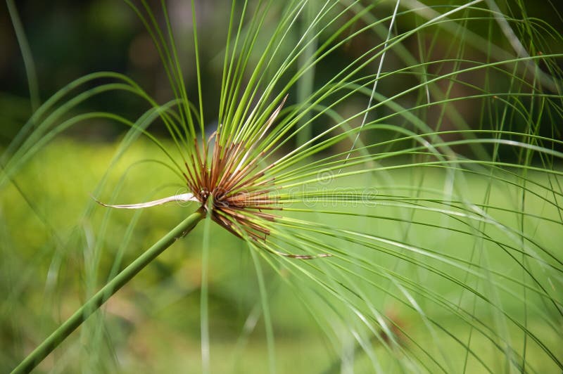 Papyrus Stem on a Sunny Day Stock Image - Image of biological, palm ...