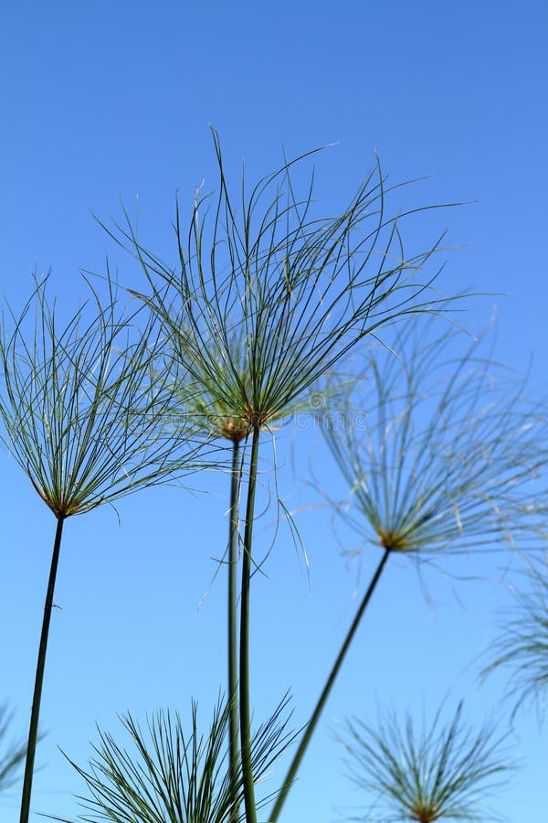 Papyrus plant, Namibia stock photo. Image of river, foliage - 3039784