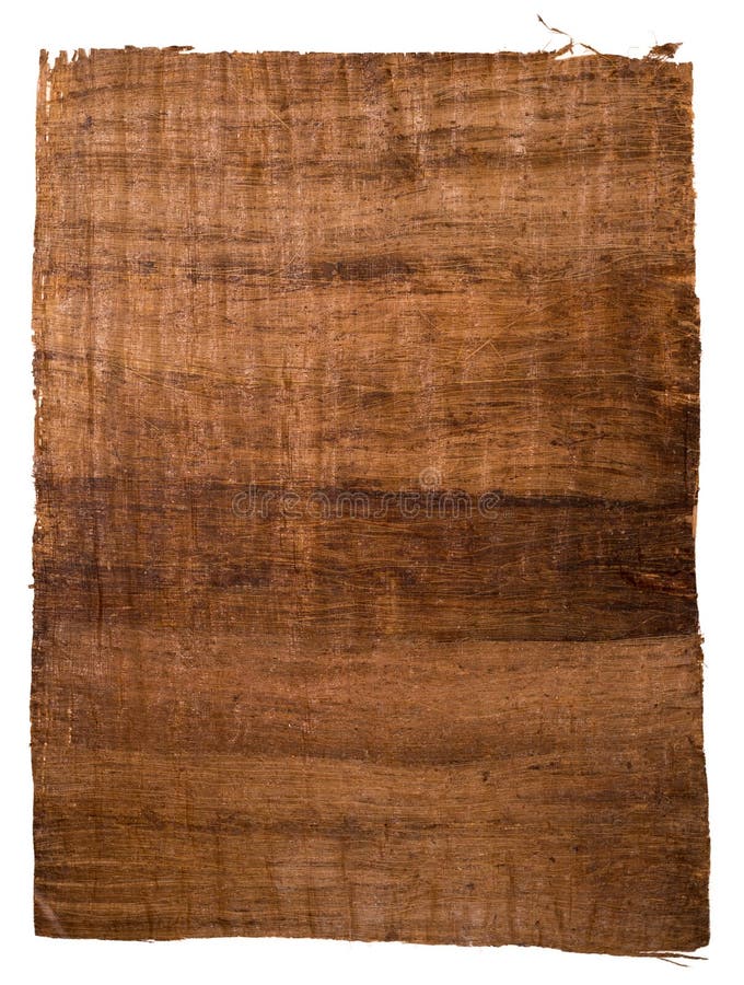 Papyrus stock image. Image of cane, stuktura, tsiperus - 36919291