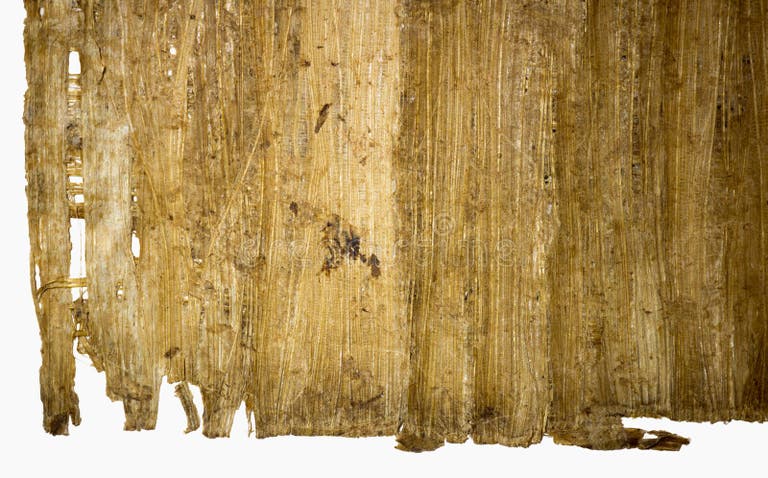 Papyrus stock image. Image of papyrus, tree, tsiperus - 36977929