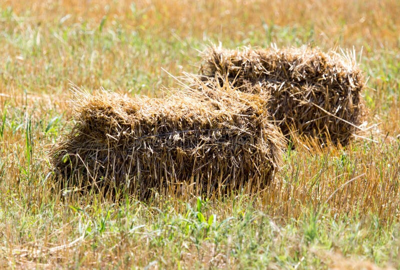 Paquete De Heno En El Campo Imagen de archivo - Imagen de heno, trigo ...