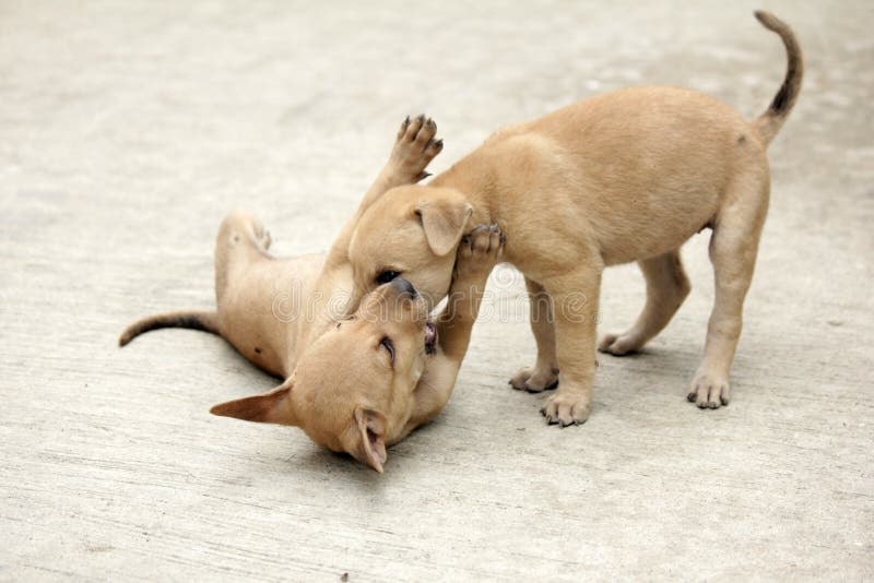 Paquete de perros perdidos imagen de archivo. Imagen de abandonado ...