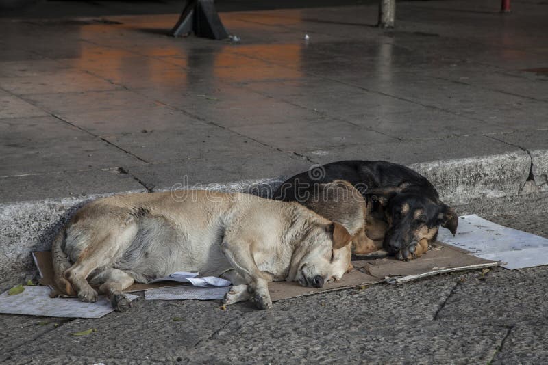 Tres Perros Perdidos Sin Hogar Que Duermen En La Calle Imagen de ...