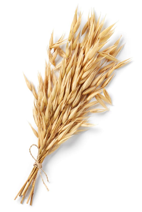 Planta de la avena foto de archivo. Imagen de planta - 105918208