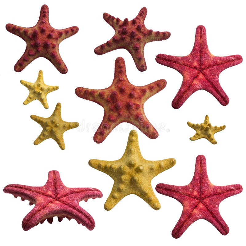 Paquete Del Collage De Las Estrellas De Mar Imagen de archivo - Imagen ...