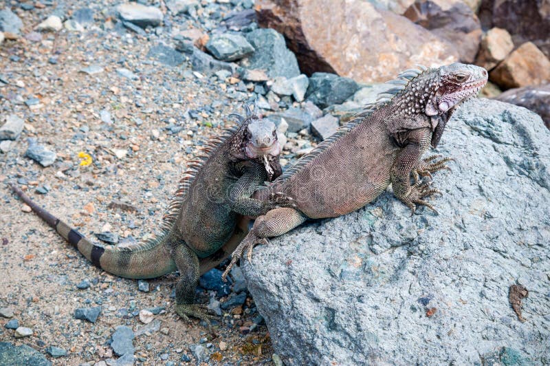 Leguan fotografering för bildbyråer. Bild av kust, öar - 67748803