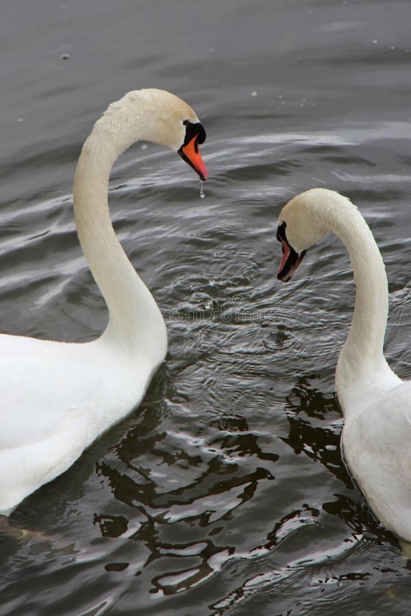 Par Av Vita Svanar Som Simmar I Kanal Fotografering för Bildbyråer ...