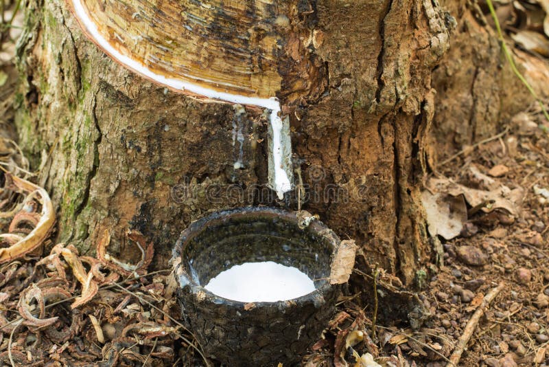 Para-Kautschuk-Baum stockbild. Bild von hilfsmittel, frisch - 31877995