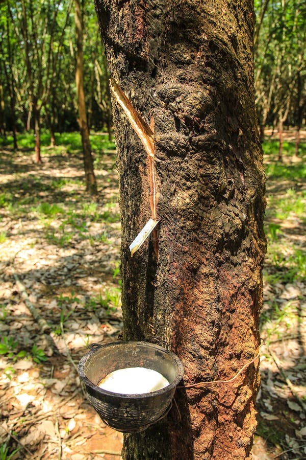 Para-Kautschuk-Baum stockfoto. Bild von holz, kultiviert - 41505710