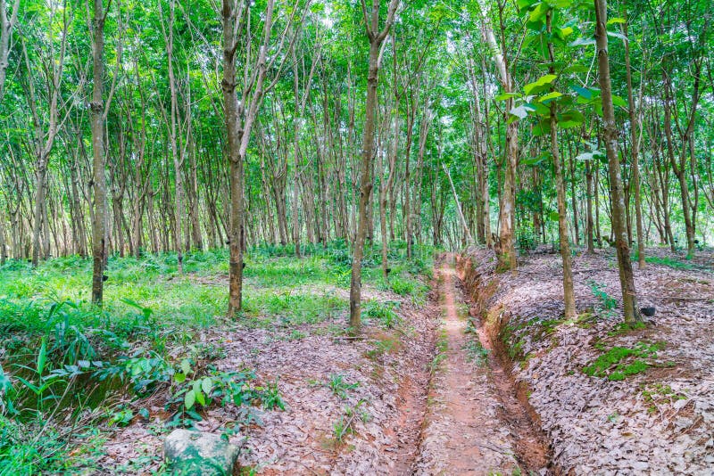 Para-Kautschuk-Baum stockfoto. Bild von stützbar, dick - 75525812