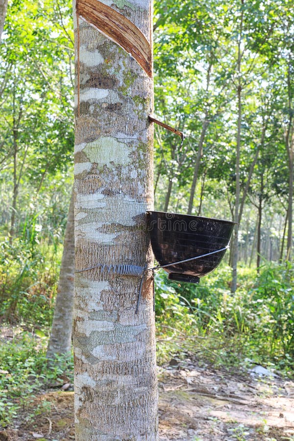 Para-Kautschuk-Baum in Der Tropischen Plantage Stockfoto - Bild von ...