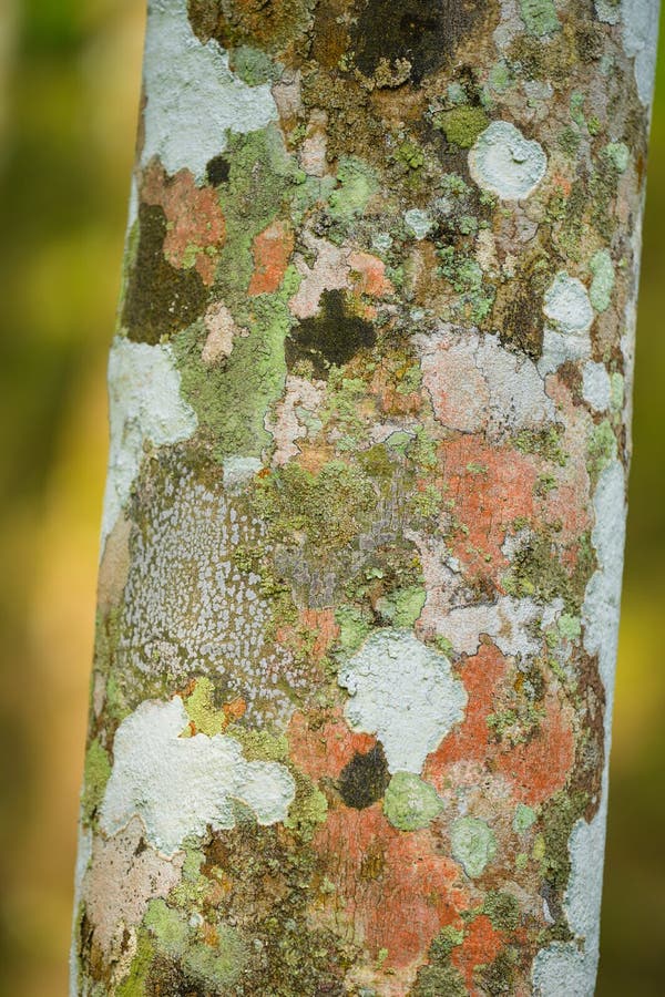 Para Rubber Tree Bark Pattern Stock Image - Image of environment ...