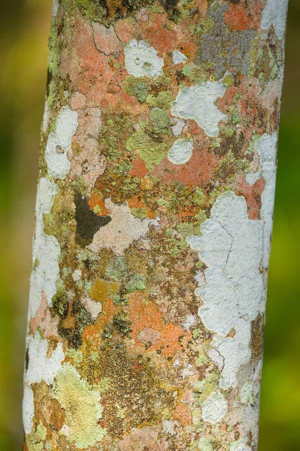 Para Rubber Tree Bark Pattern Stock Image - Image of environment ...