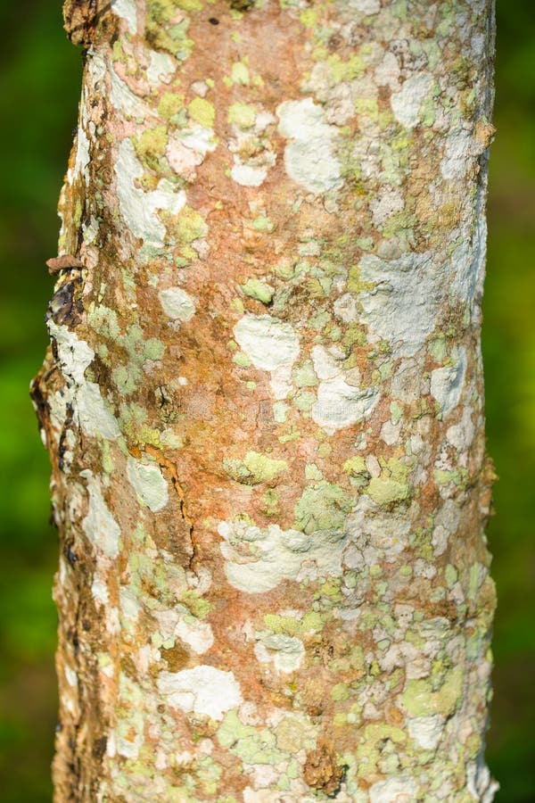 Para Rubber Tree Bark Pattern Stock Photo - Image of rubber, asia: 94599446