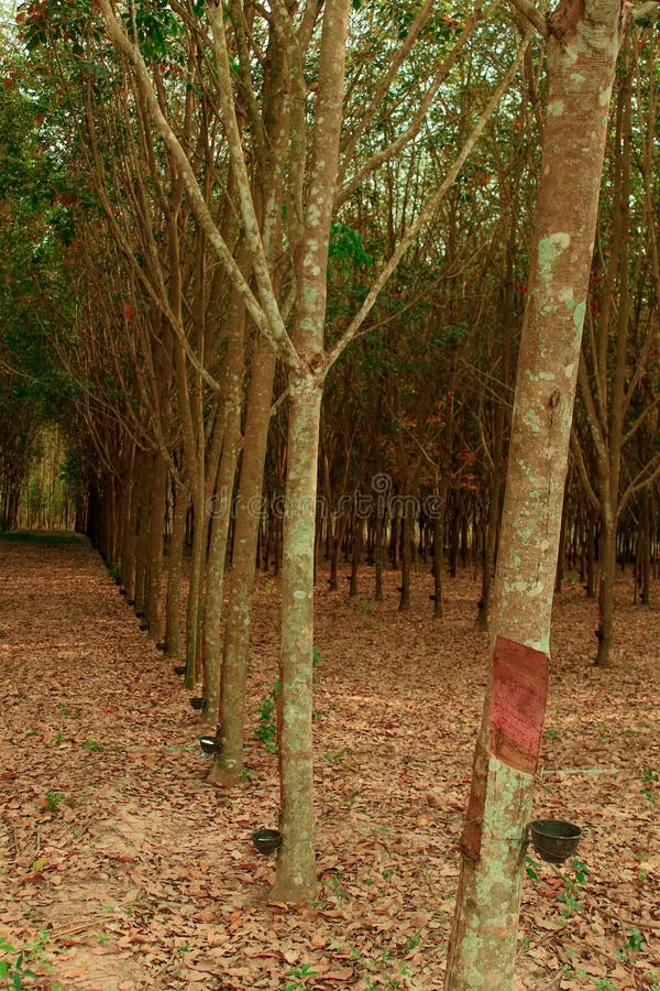 Lush Para Rubber Tree Plantation In Southern Thailand. Black And Stock ...