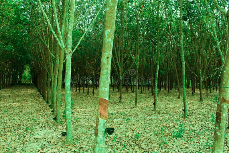 Para Rubber Tree stock photo. Image of industry, natural - 97656860