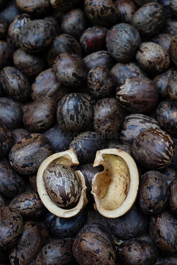 Para Rubber Tree Seeds stock image. Image of exotic - 402548989