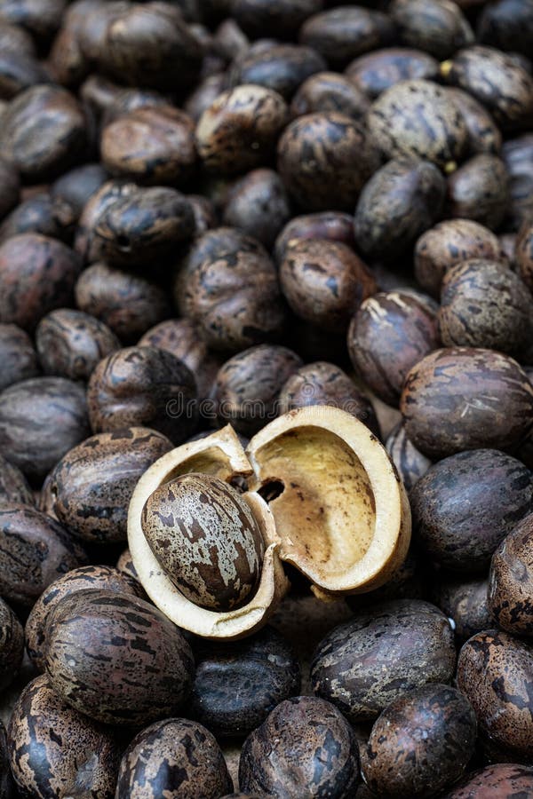 Para Rubber Tree Seeds stock image. Image of exotic - 402548987