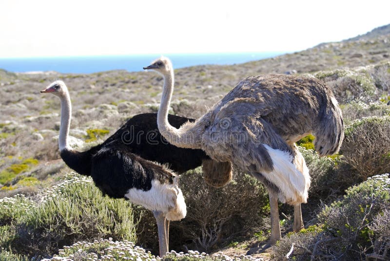 Para Strusi Lub Strusia Struthio Camelus Chodzi Na Pustyni Samiec Na ...