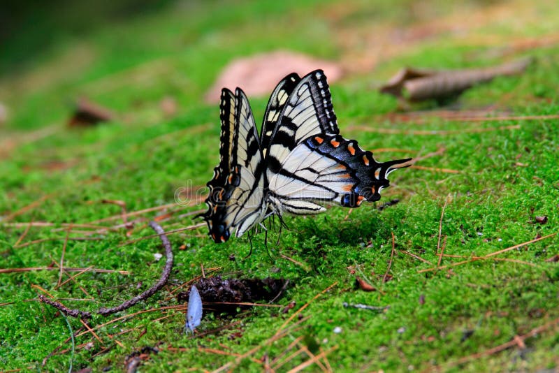 Para Tygrysi Swallowtail Motyle Zdjęcie Stock - Obraz złożonej z ludzie ...