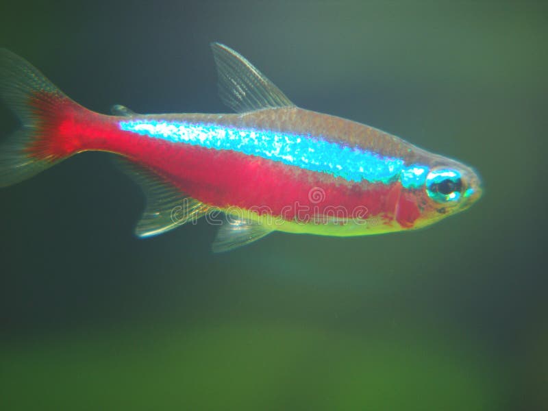 Cardinal fish stock image. Image of blue, neon, aquarium - 2246217