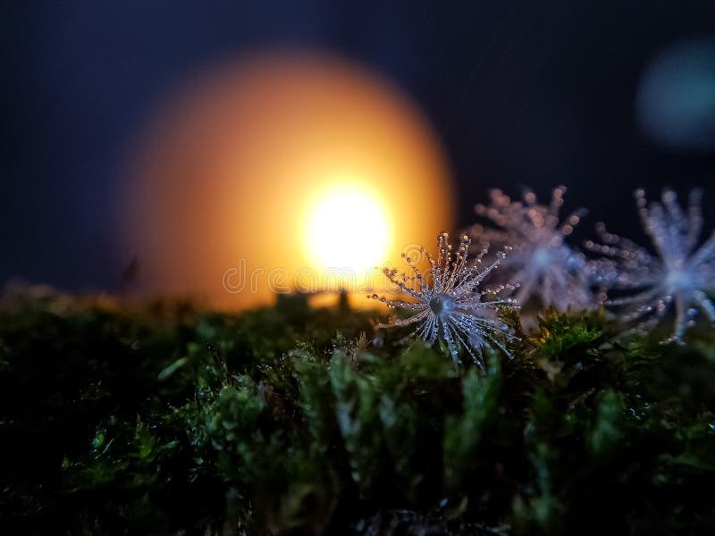The Parachute of the Dandelion D Rops Dew Water Drop. Dandelion at ...