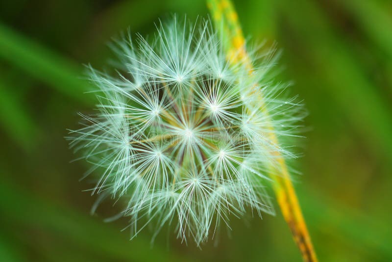 Parachute seeds stock photo. Image of close, launch, wind - 79342038