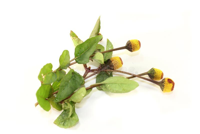 Paracress zdjęcie stock. Obraz złożonej z ziołowy, rośliny - 32338094