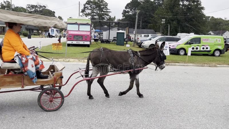 Parade of Mule Driven Carts Stock Video - Video of mules, people: 291174203
