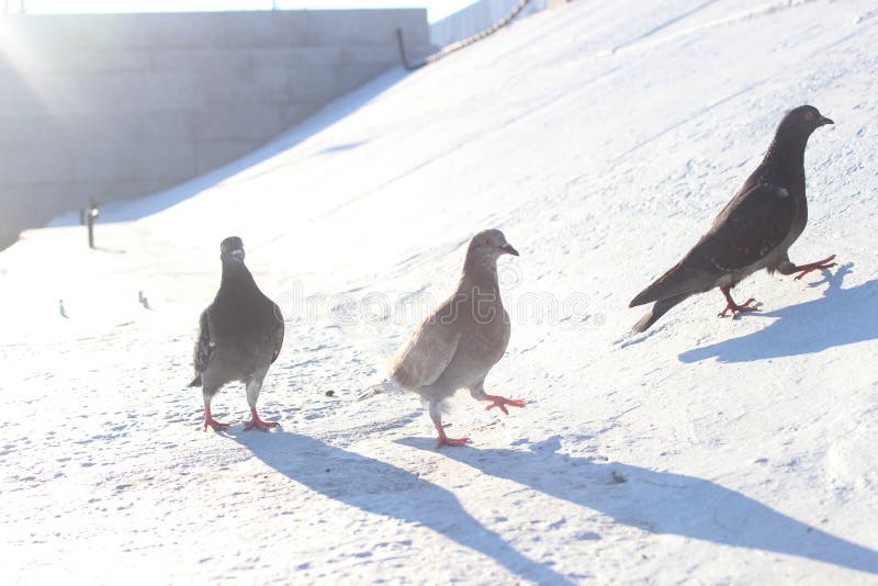 Parade of pigeons stock image. Image of flock, procession - 102317937
