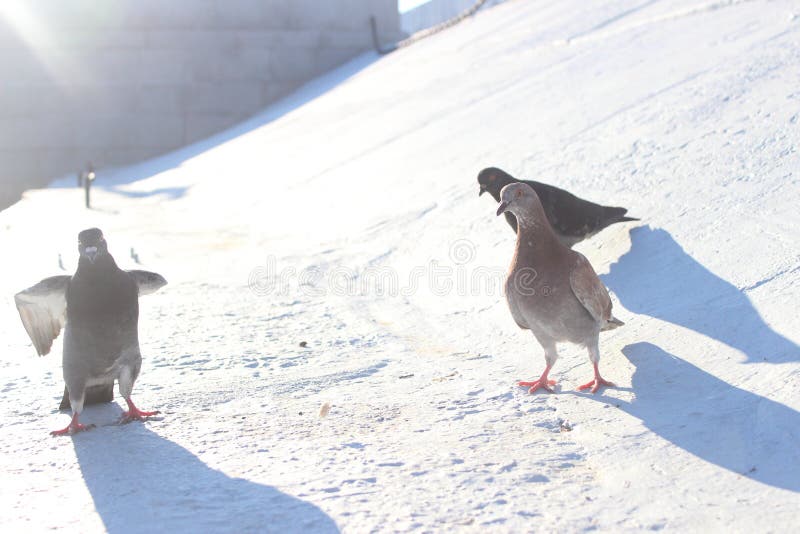 Parade of pigeons stock photo. Image of procession, parade - 102317996