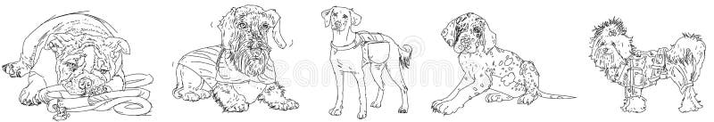 Parade of Purebred Dogs, Drawing Stock Illustration - Illustration of ...