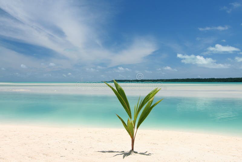 Paradies jetzt stockbild. Bild von baum, palme, süd, feiertage - 1394109