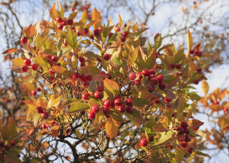 Paradise Apple Tree on a Sunny Autumn Day Stock Image - Image of apples ...