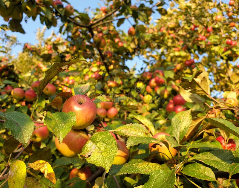 Paradise Apples - September, 2020. Ripe Apples on an Apple Tree with a ...