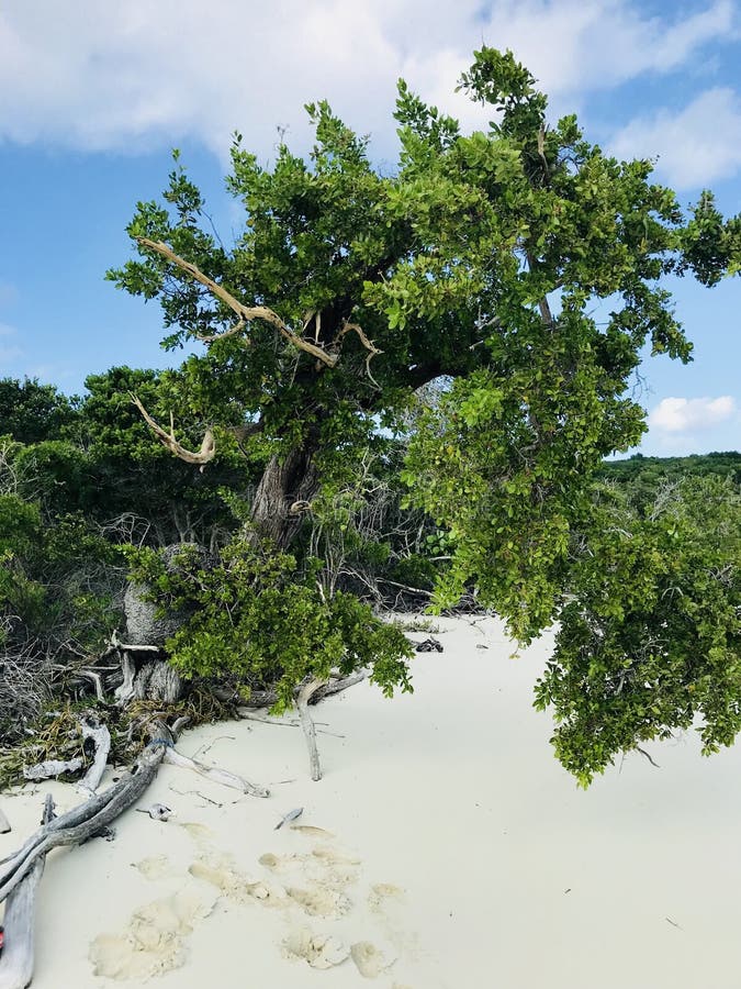 Mangroves in the Bahamas stock photo. Image of paradise - 107149392