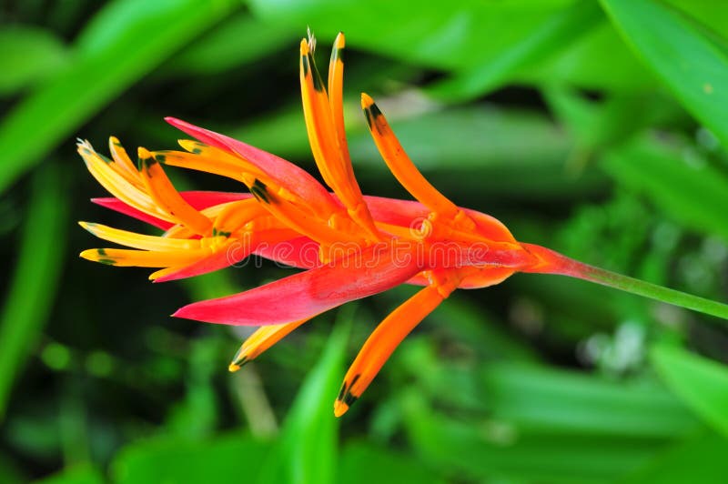 Bird and red flower stock photo. Image of tuft, beak, animal - 4234478