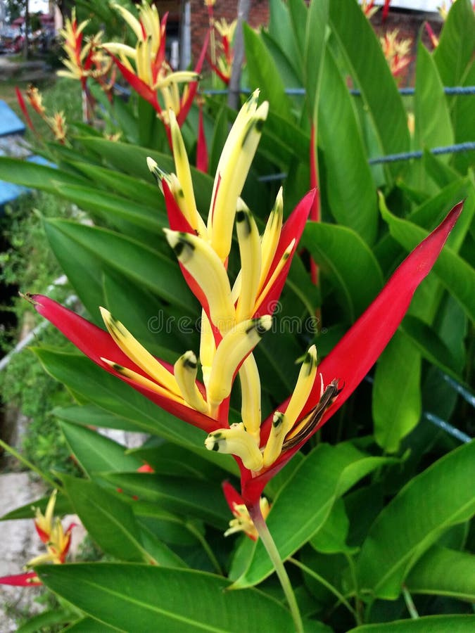 Paradiseofbird Stock Photos - Free & Royalty-Free Stock Photos from ...