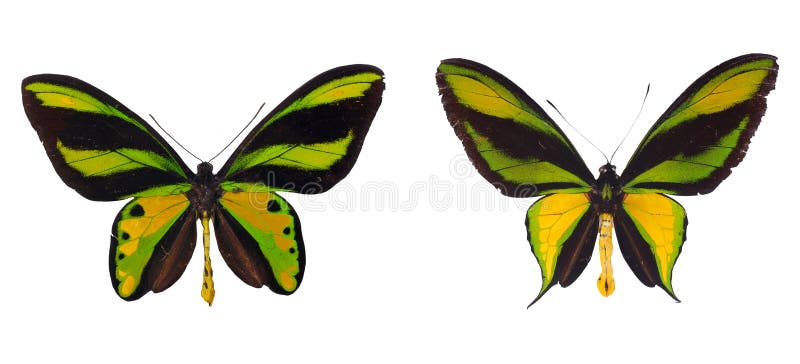 Birdwing Swallowtails Stock Photos - Free & Royalty-Free Stock Photos ...