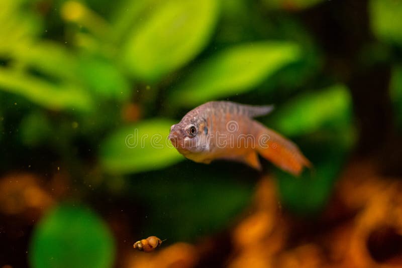 Paradise Fish in Home Freshwater Aquarium Stock Photo - Image of animal ...