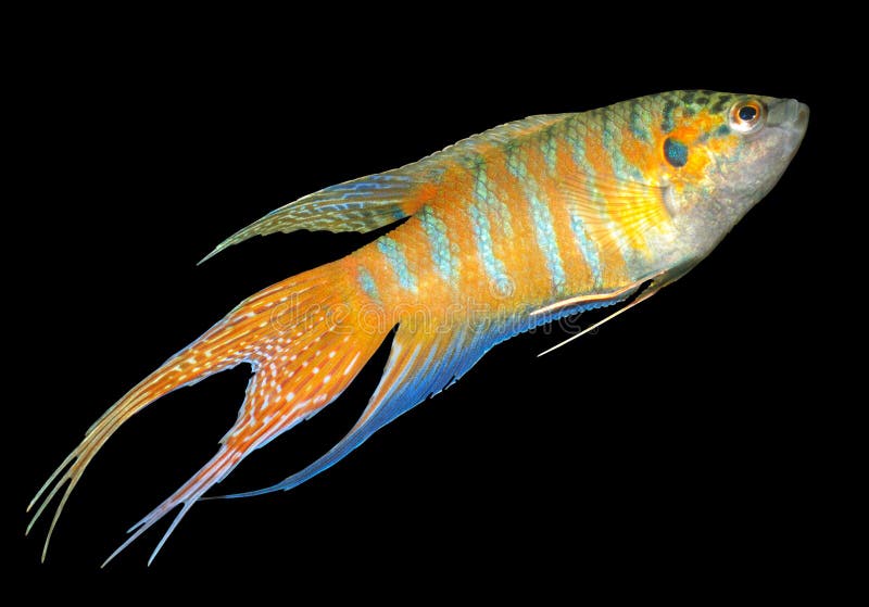 Paradise Fish, or Macropodus Opercularis Stock Image - Image of ...